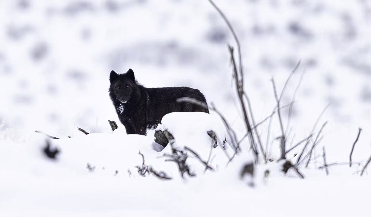 Tracking Winter Wolves in the Heart of Yellowstone – The Spectrum Newspaper